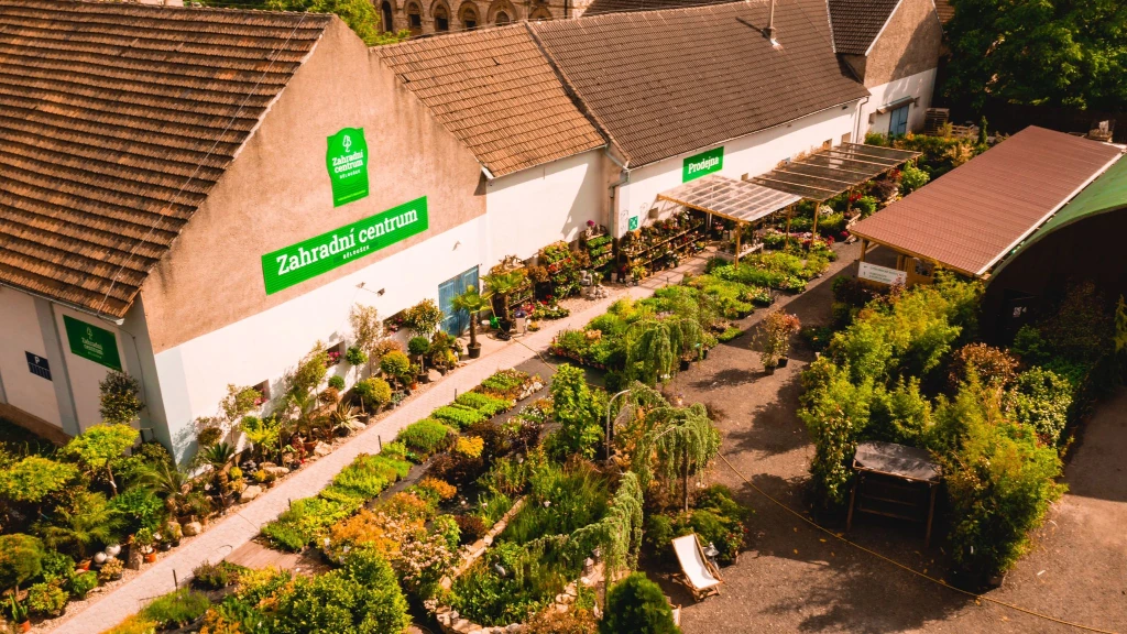 Japonská svěstka Black Amber K7,5l - velmi raná | Zahradní Centrum Běloušek