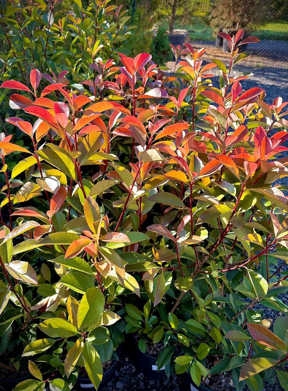 PHOTINIA F. RED ROBIN C3L 70cm (Blýskavka Fraserova 'Red Robin') | Zahradní Centrum Běloušek
